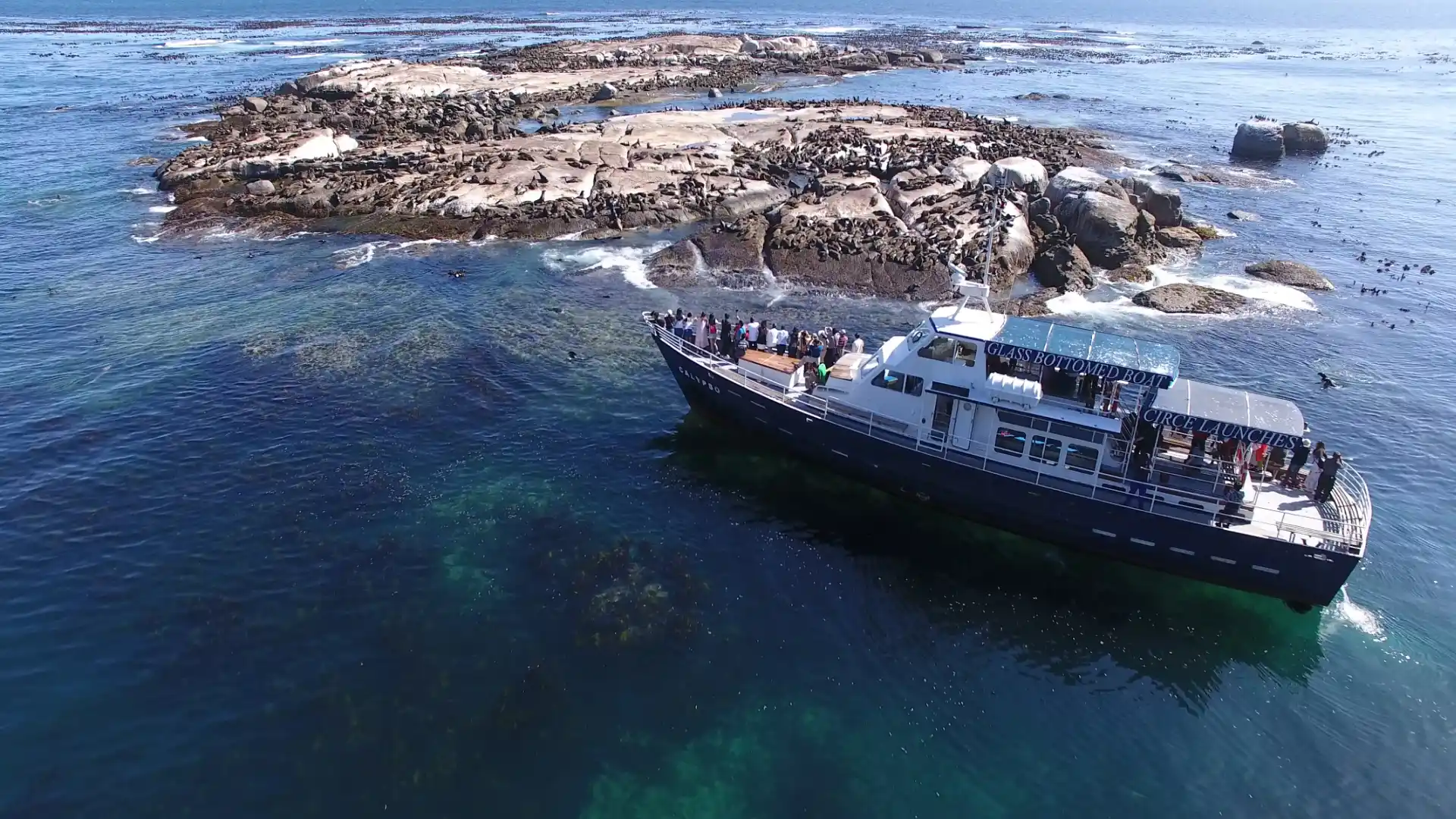 A Seal Island Cruise with Circe Launches | Hout Bay, Cape Town