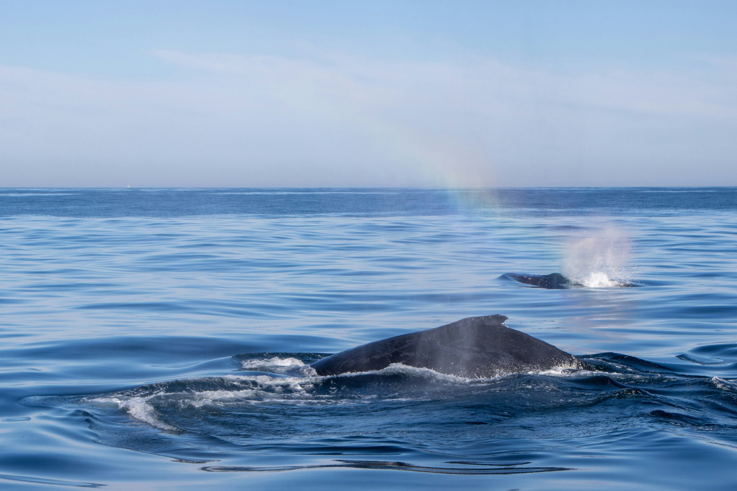 A Whale of a Time: Whale Watching in Cape Town | Circe Launches